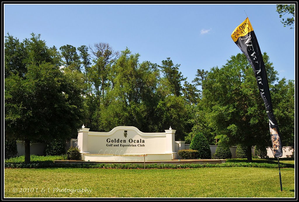 Ocala, Central Florida & Beyond: Golden Ocala - an exclusive ...