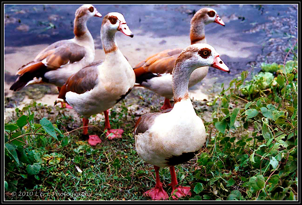 Florida Fotos: Florida ducks