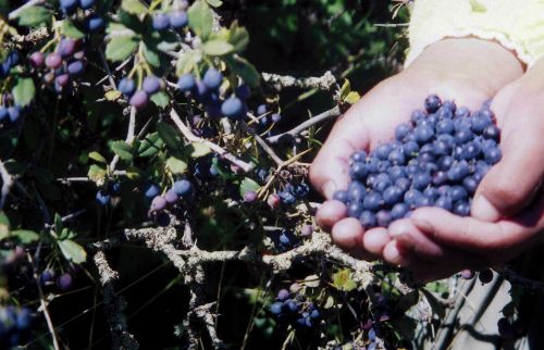 Terra Orgánica / Jallalla Pachamama: Sembrarán 30,000 plantones de ...