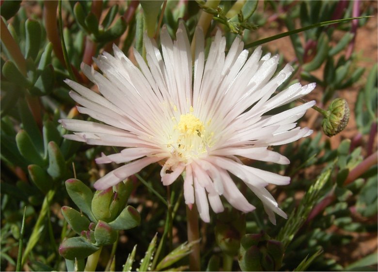 Lampranthus multiradiatus - Desert Plants