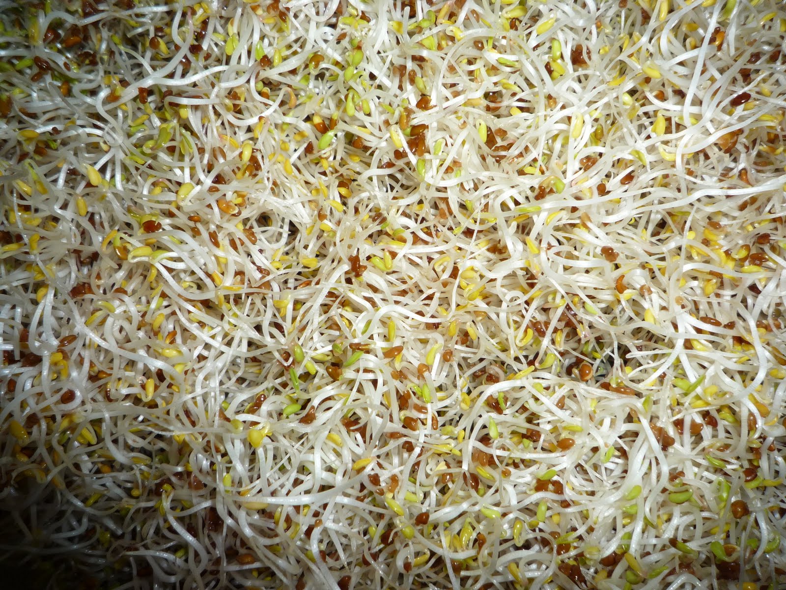 LOTTAS HOME ♥: Odling på köksbänken