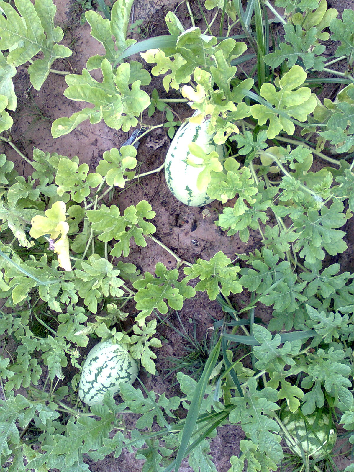 CAFEGA: produccion unidad de patilla