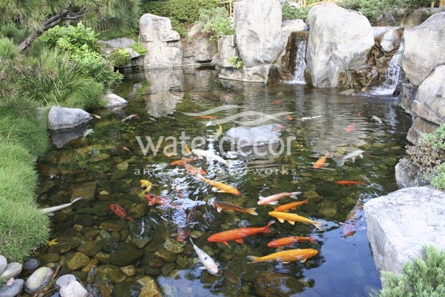 Tips 10 Langkah sukses memelihara koi ~ Waterdecor SPLASHNEWS ...