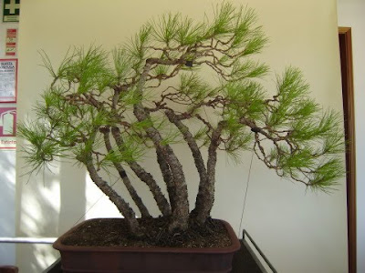 Pinus Pinea (Pinheiro Manso) Fukinagashi