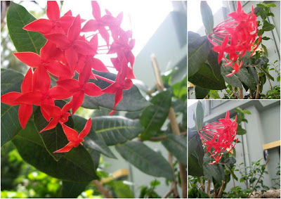 Journal of our Travel Tales and Photos: Thechi/Chethi Poo ~ From My Garden