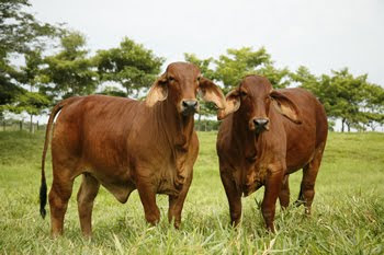 RAZAS DE GANADO CEBU: RAZAS DE CEBU