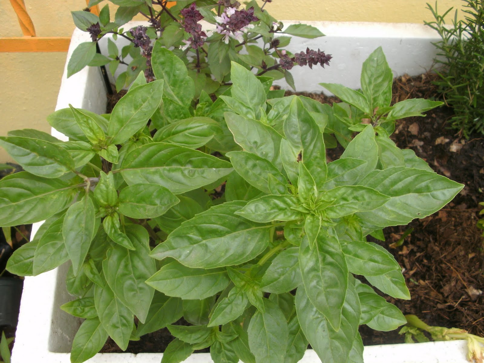 Entre maceto-huerto y reciclaje