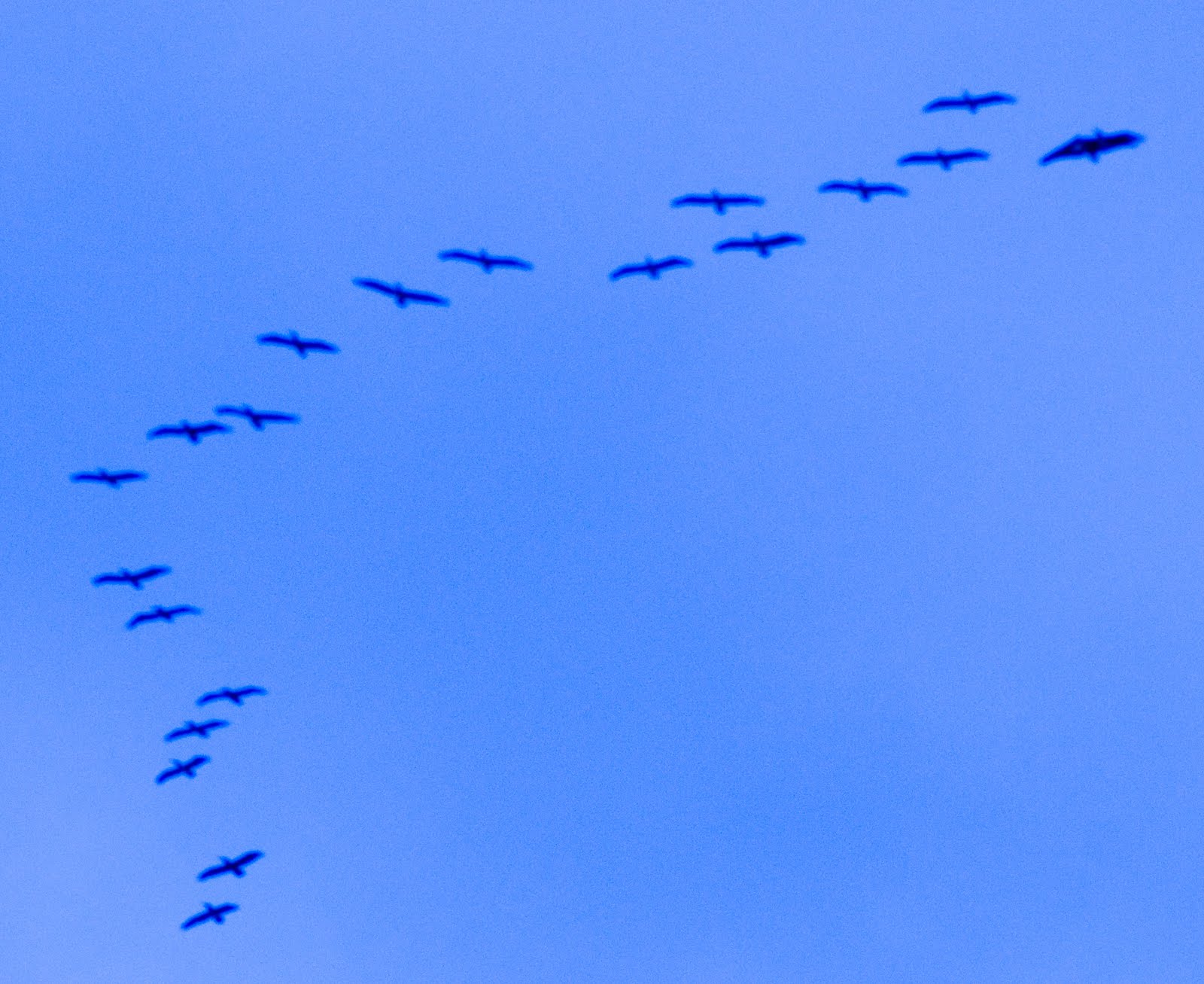 birds+in+formation (image)