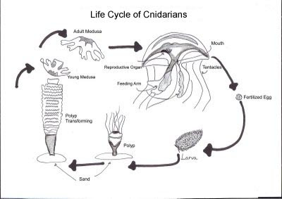 Cnidaria: Reproduction