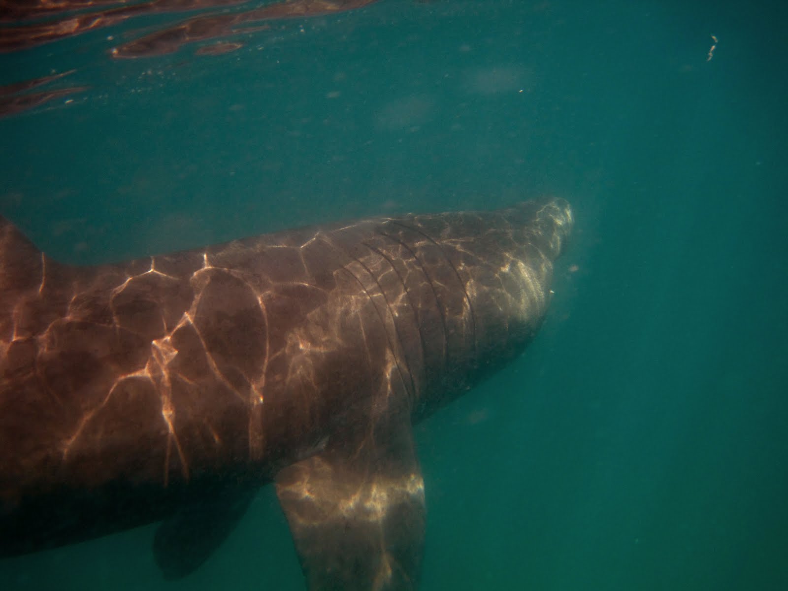 In the Company of Seals