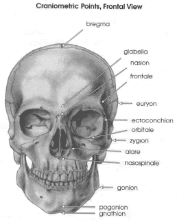 "El Clan Anatómico U.C.V.": Puntos Cranemétricos