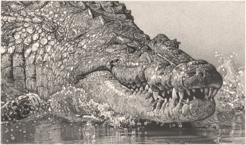 Animal Art World: Featured Artist: Kevin Hayler