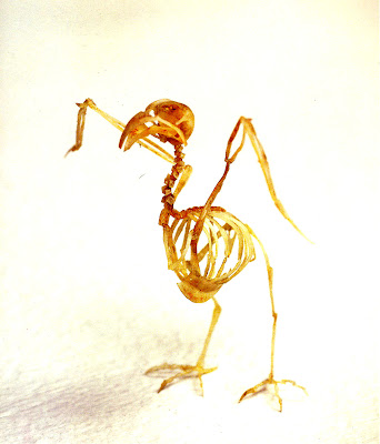 Flying out of this World: Tim Hawkinson's Bird Skeleton made from human ...