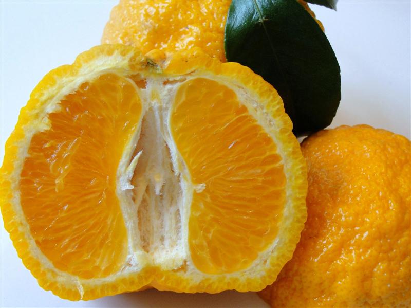 There's always thyme to cook...: Mosaic Monday: Heirloom Oranges?