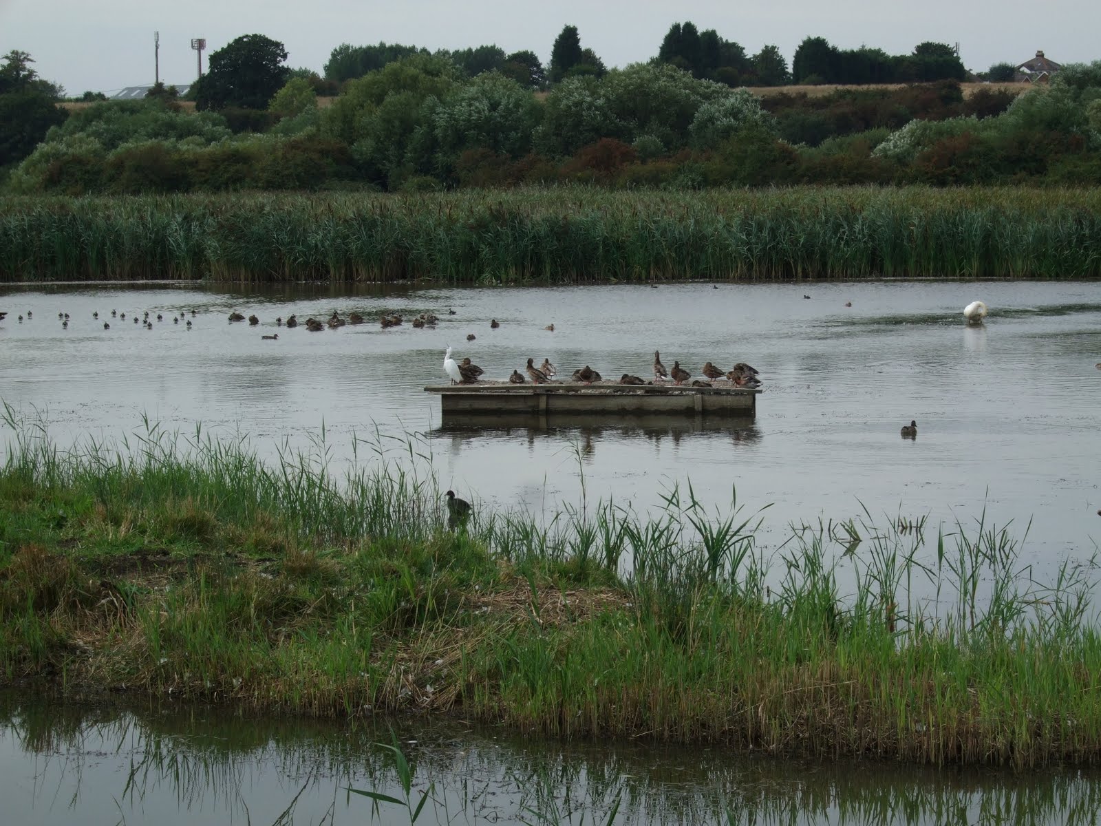 Trip Report-Saturday 4th September-Stodmarsh NNR – rspbgravesend