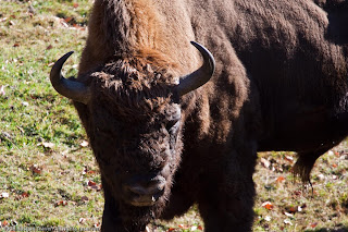 Bostjan Traven photography: Zober