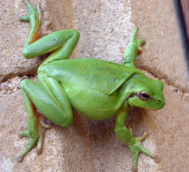 naufal rpc: Katak hijau - Sepatu butut