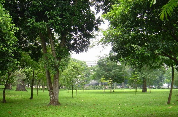 Green trees