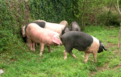 MI TRIBUNA: El cerdo celta puede competir en calidad con el pata negra