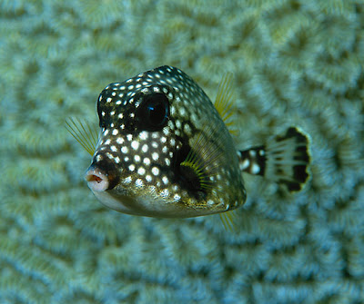 South Caicos Island: Juvenile Smooth Trunkfish