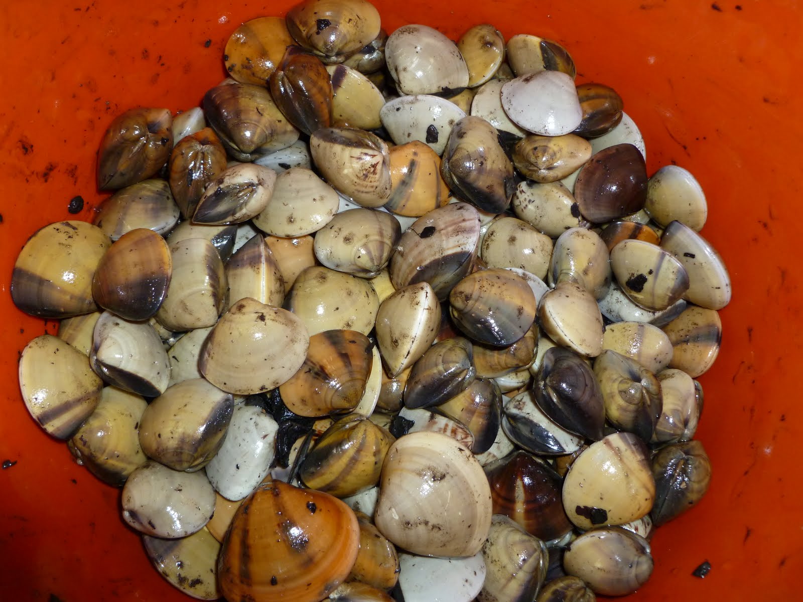 Laman Abu Abrar..: kepah..masak rebah bangun..