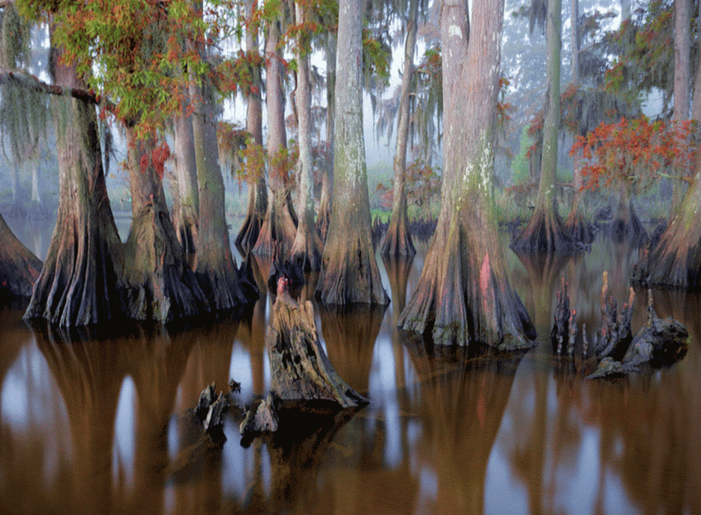 beauté du monde: le Bayou, en Louisiane