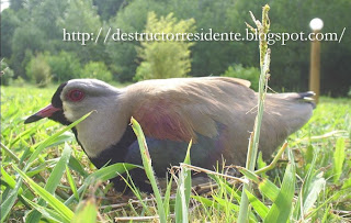 Patagonia Chilena: La Fauna