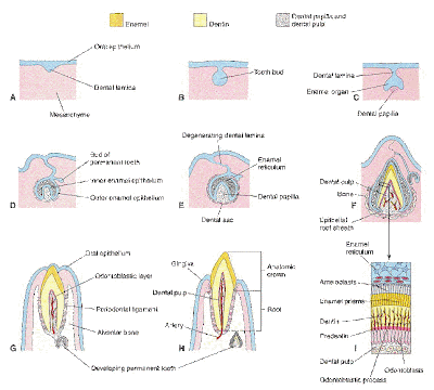 Histologia Y Embriologia: ODONTOGENESIS.