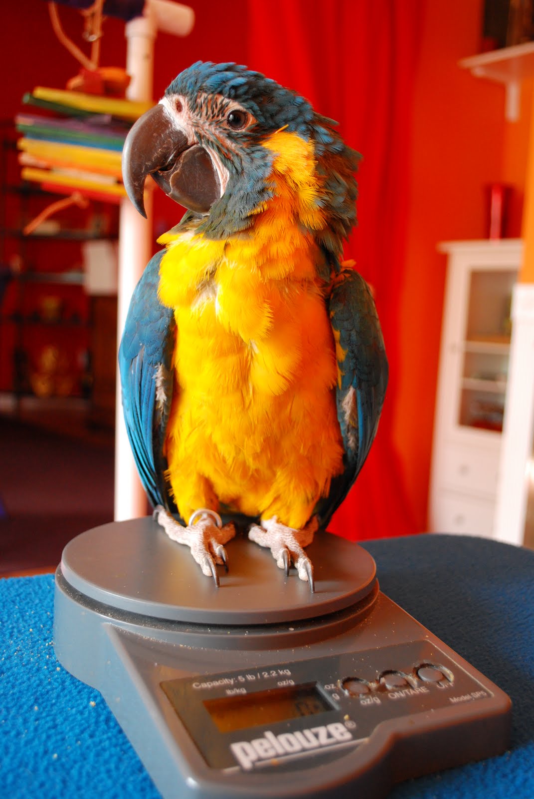 Barbara's Force Free Animal Training Talk: The First Two Weeks Training ...