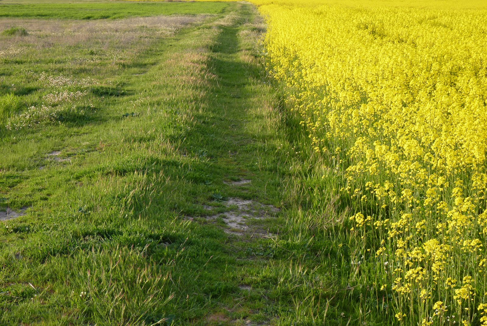 POR LAS VEREDAS ANDADAS