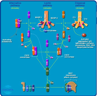 Molecular & Cellular Pathways - Graphics | iNVISIBLE YET iNVINCIBLE