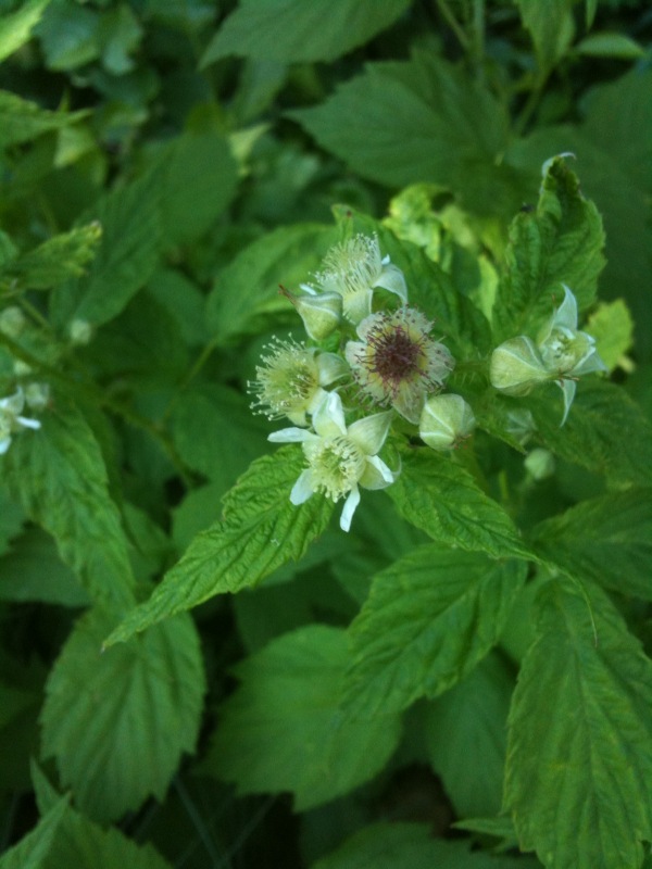 Eye Dull Musings: Black Raspberry Brambles