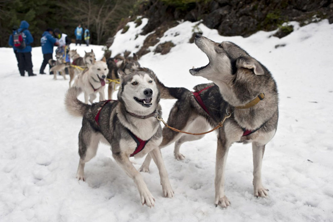 Fun Nitro: The Ice Dogs