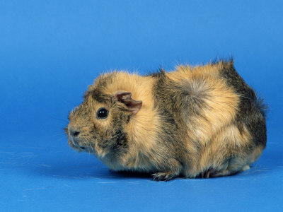 My Guinea Pig: About Guinea Pig