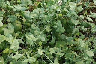 Meda Lendas e Tradições: Salada de Batatas com Azedas