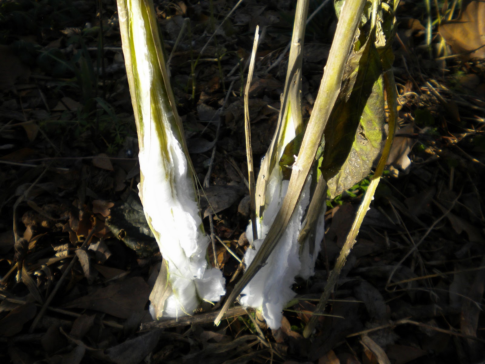The Rogue Botanist: Frost Weed
