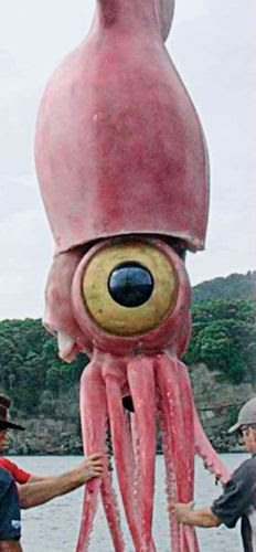 Esquadrão APES: A maior lula colossal capturada no mar de Antártida