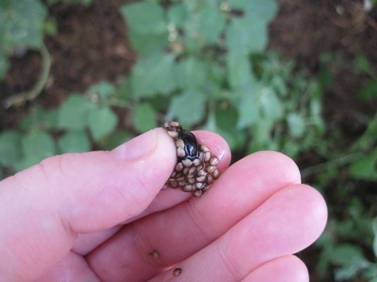 My Green Ambitions: Sunberries