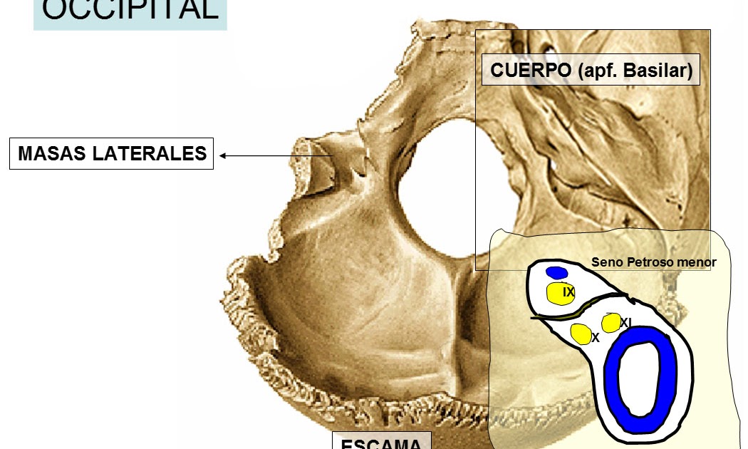 . A N A T O M I A H U M A N A: AGUJERO RASGADO POSTERIOR