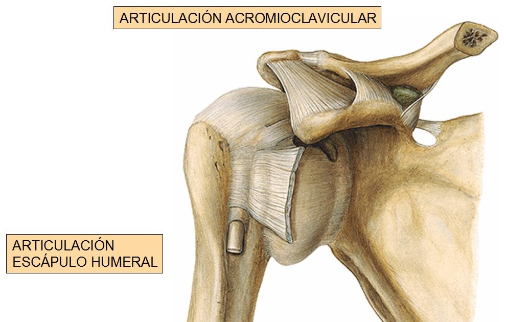 anatomia humana: ARTICULACION DEL HOMBRO 1