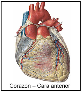 anatomia humana: CORAZON CARA ANTERIOR