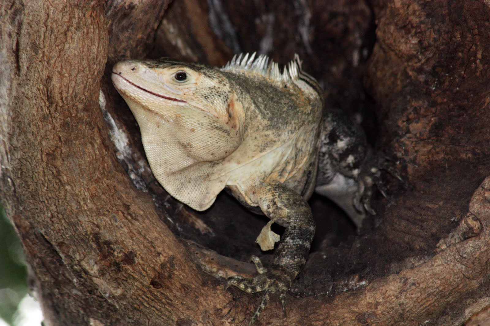 Juan Carlos Calderón: Garrobo Negro
