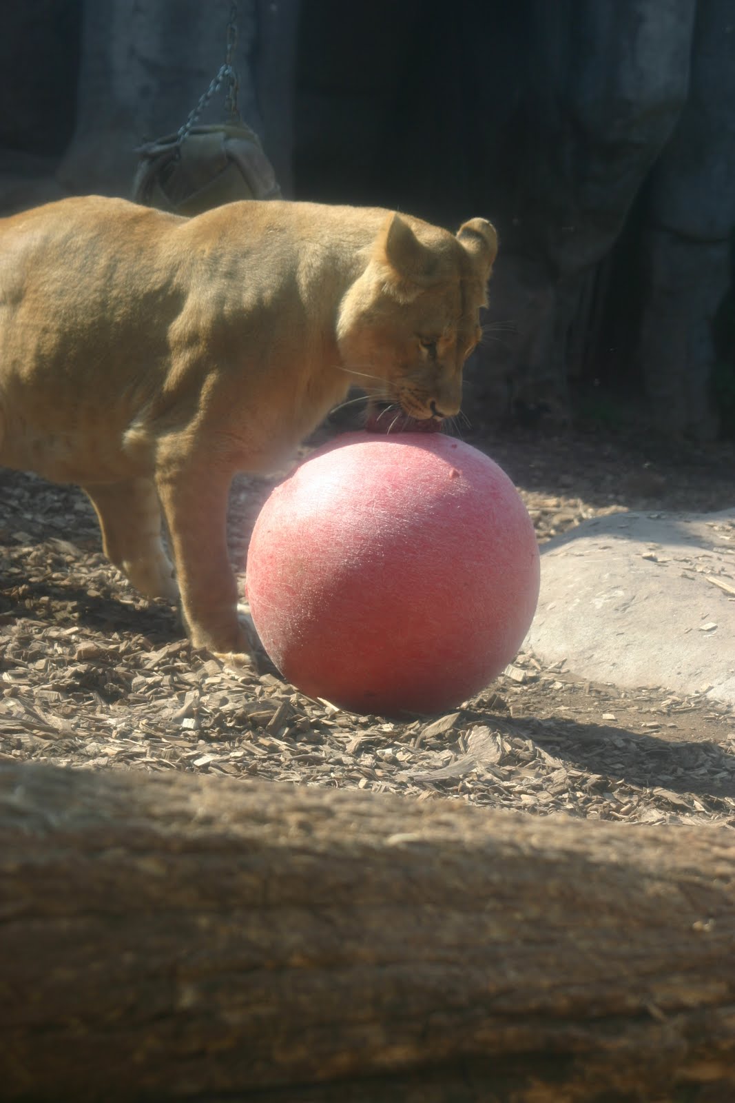 Lake Superior Zoo - Minnesota Zoo - Duluth, Minnesota
