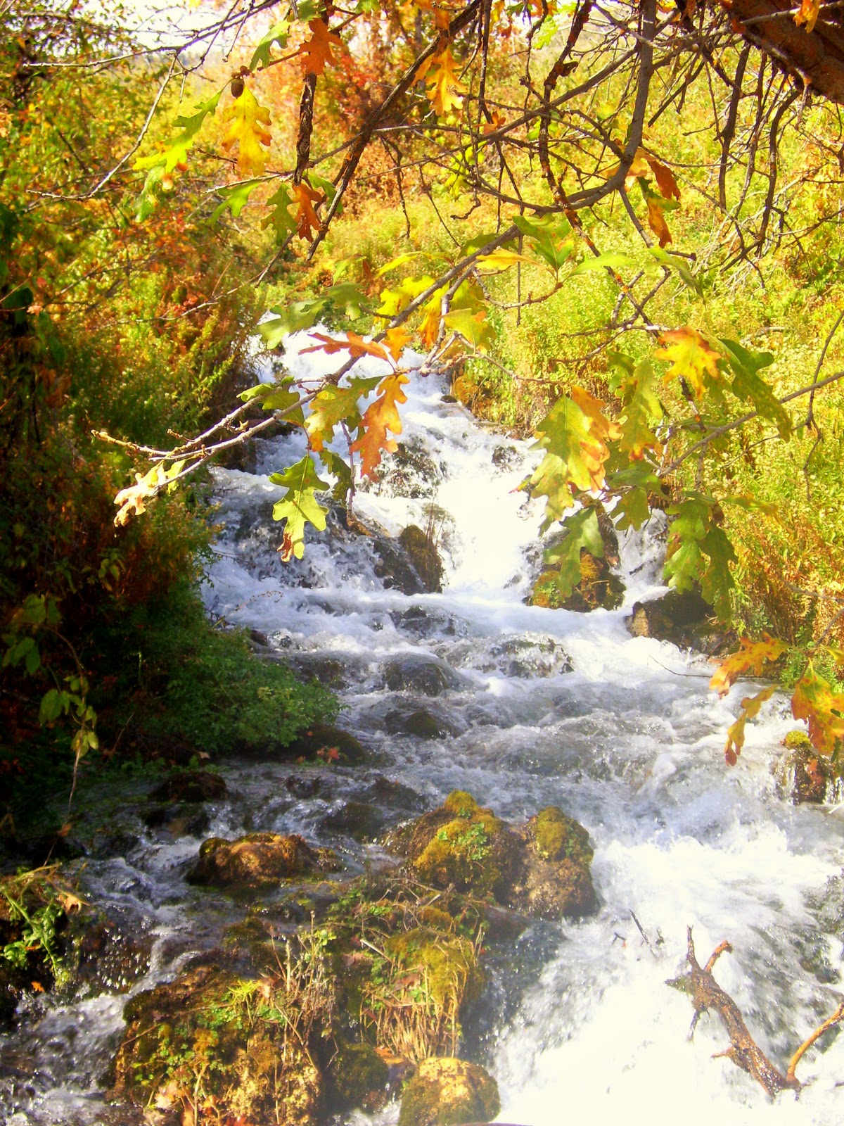 Cascade Springs | testenjoyutah