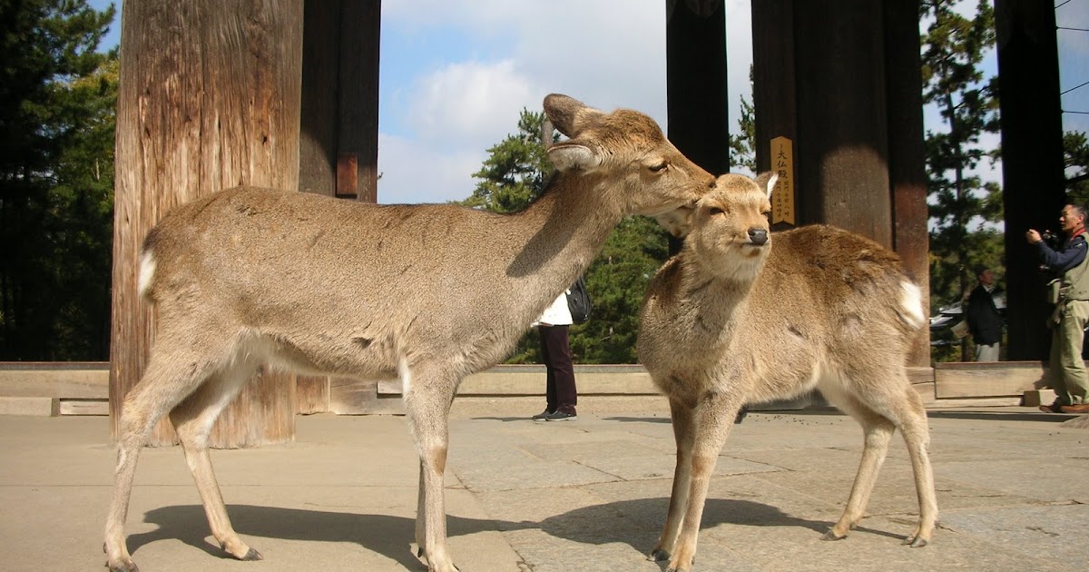 Disfrutando el mundo!: Nara, un día en el parque