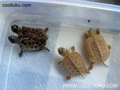 PICS DOT COM: Rare Two-Headed Turtle