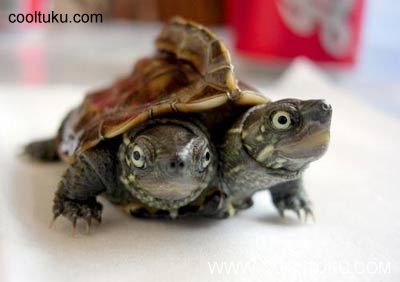 PICS DOT COM: Rare Two-Headed Turtle