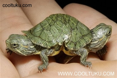 PICS DOT COM: Rare Two-Headed Turtle