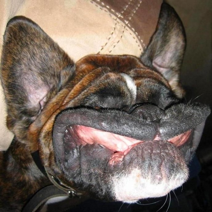 PICTURE BUGS: Jokes Make You Laugh on Crazy Dogs