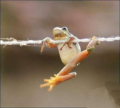PICTURE BUGS: Success story of Super Frog.